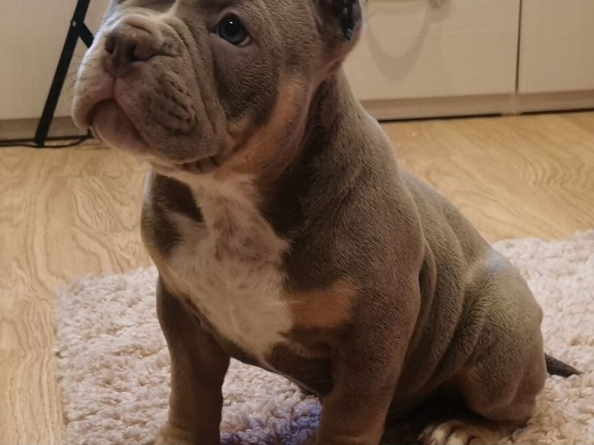 Американский булли мальчик триколор лилак