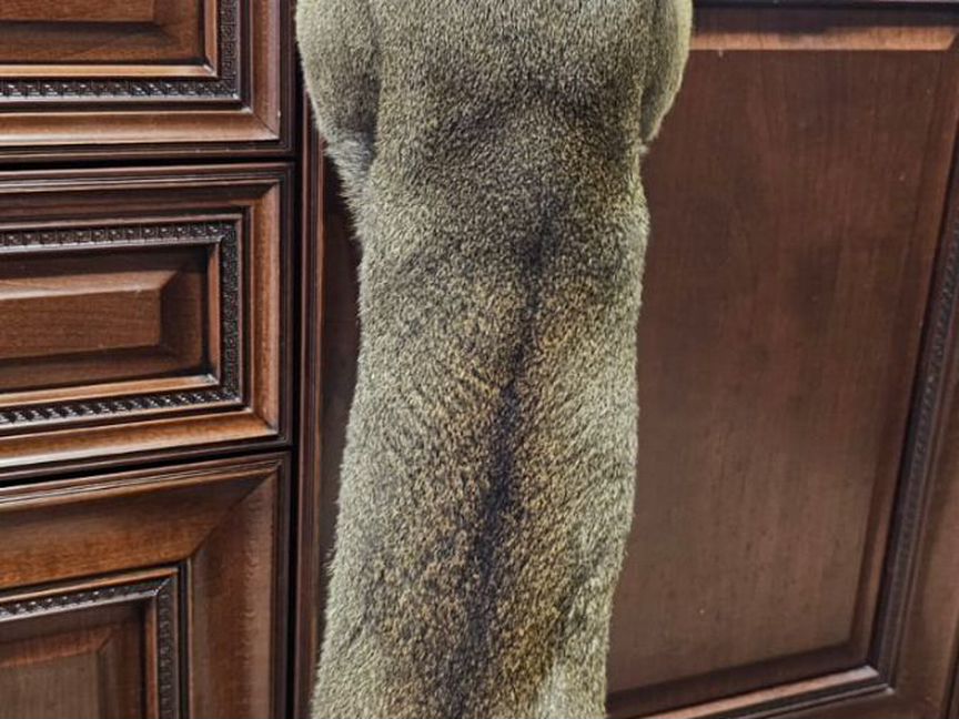 Чаузи Ф1 HP(85 процентная) девочка