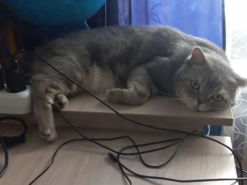 Шотланский вислоухий кот