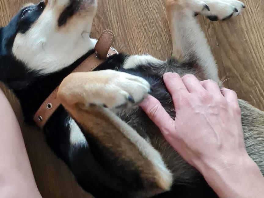 Маленькая собачка в добрые руки