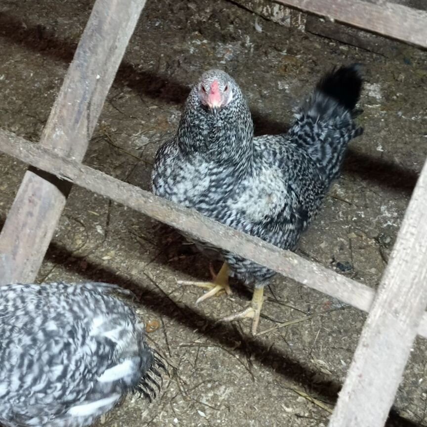 Молодые петухи