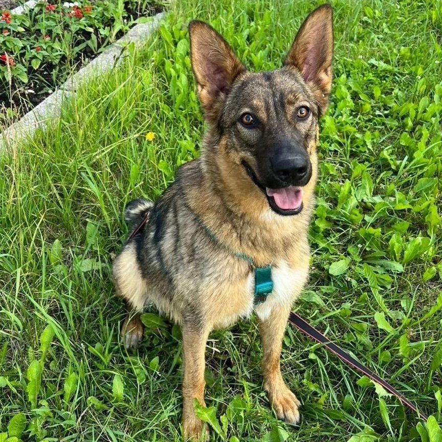 Умная собака в поисках дома и семьи