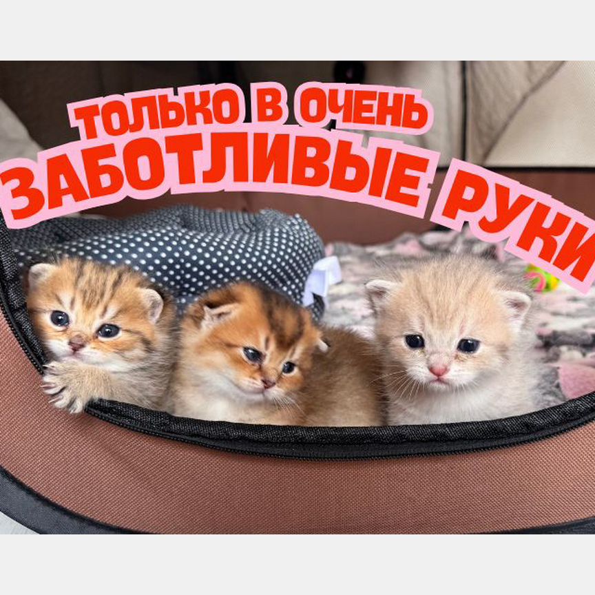 Шотландские котята вислоухие и прямоухие