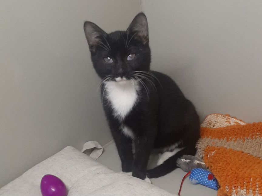 Котёнок 3 месяца: Я хочу в добрые руки