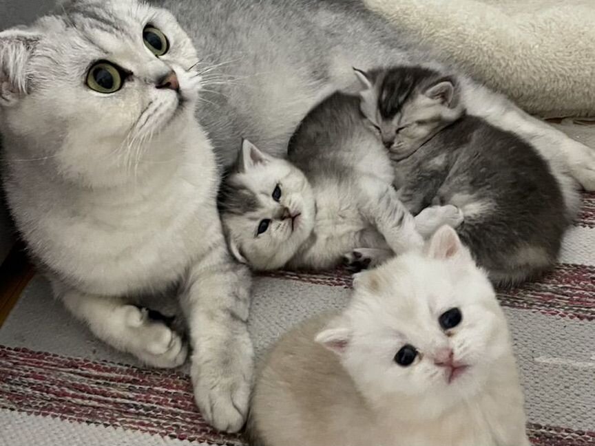 Британские котята