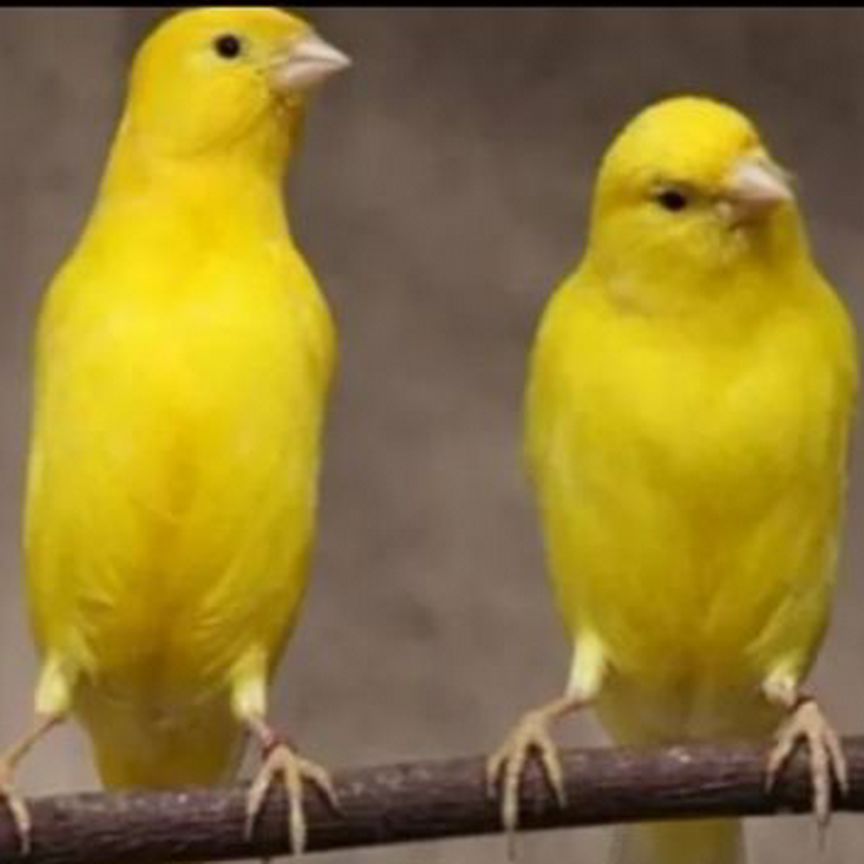 Канарейки