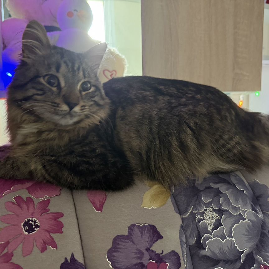 Кот в добрые руки