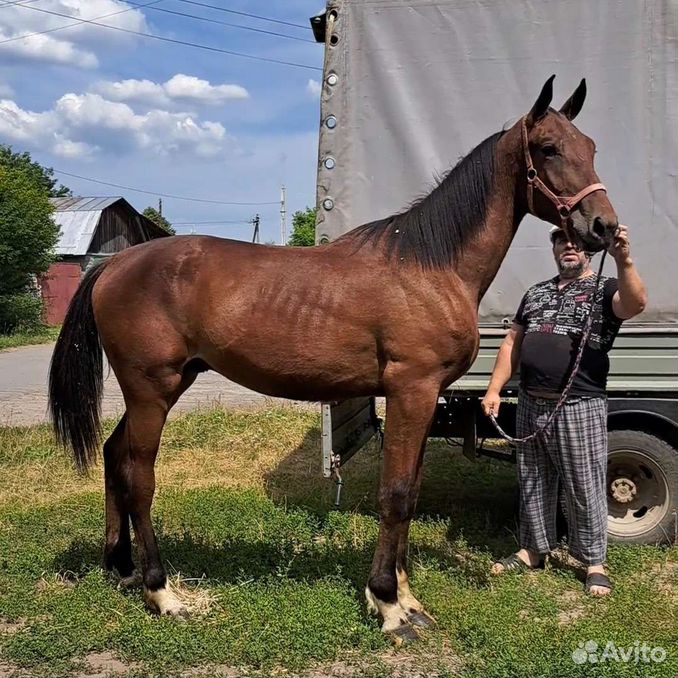 Лошадь жеребец