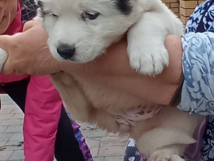 Щенки волкадава