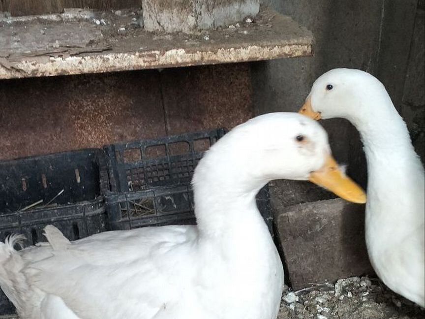 Пекинская утка