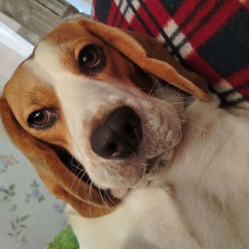 Бигль, взрослая собака