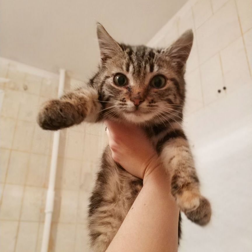 Котенок бесплатно