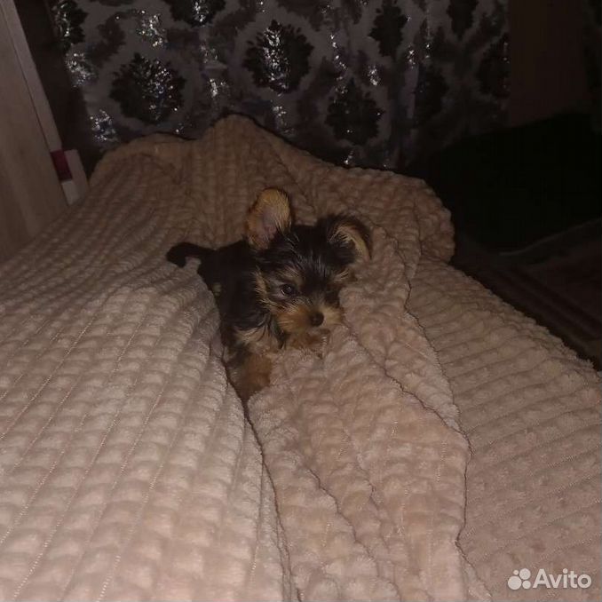 Щенок иоршкого терьера