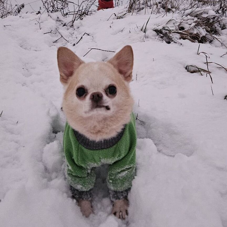 Зимний комбинезон