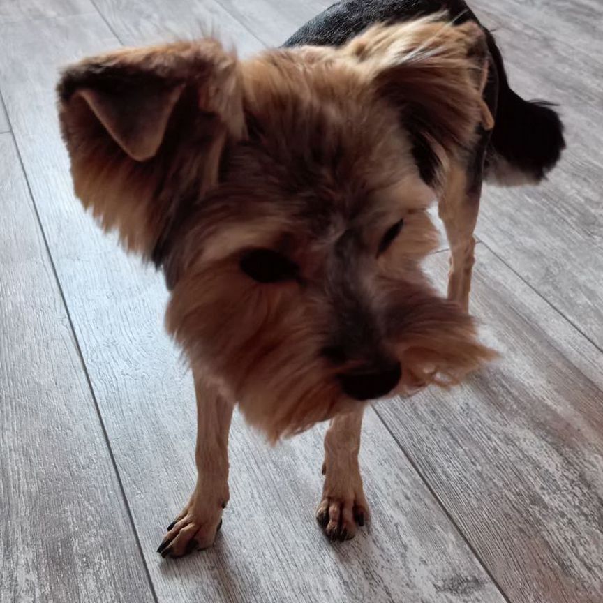 Йоркширский терьер, щенок