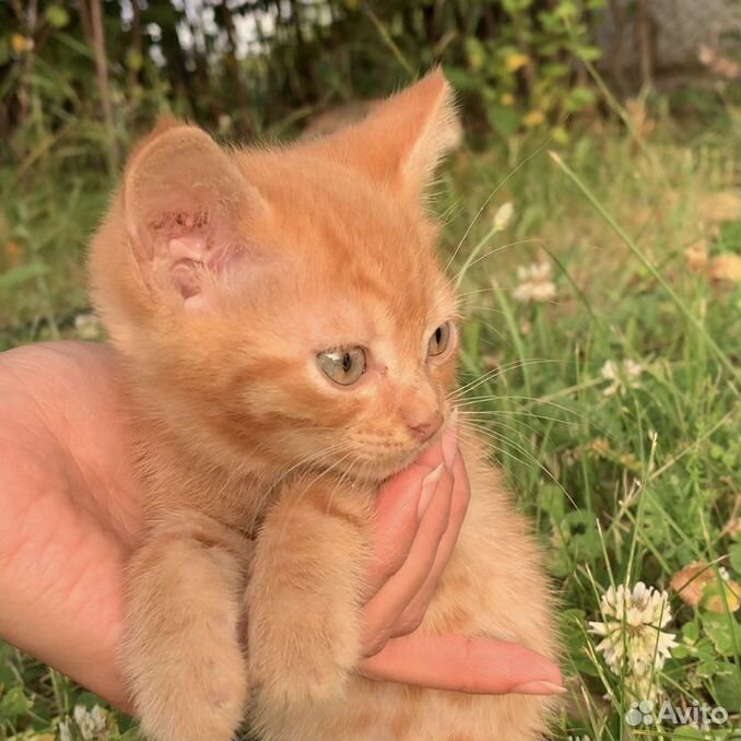 Рыжая красотка. Котенок девочка