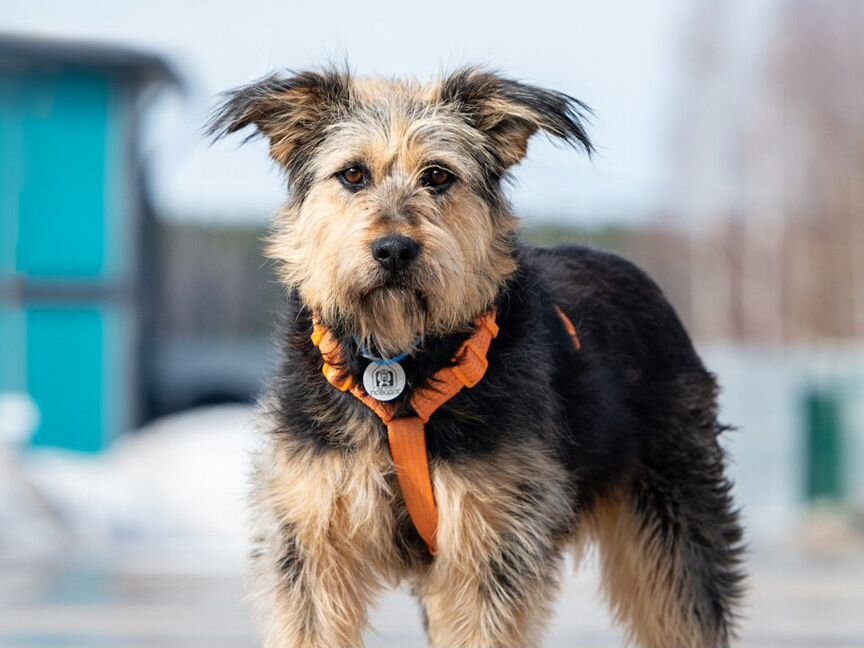 Собака Маня ждет семью