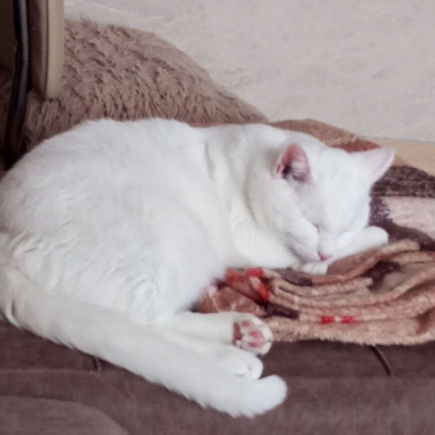 Отдам кота в добрые руки бесплатно