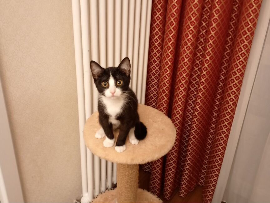 Котята 5 месяцев