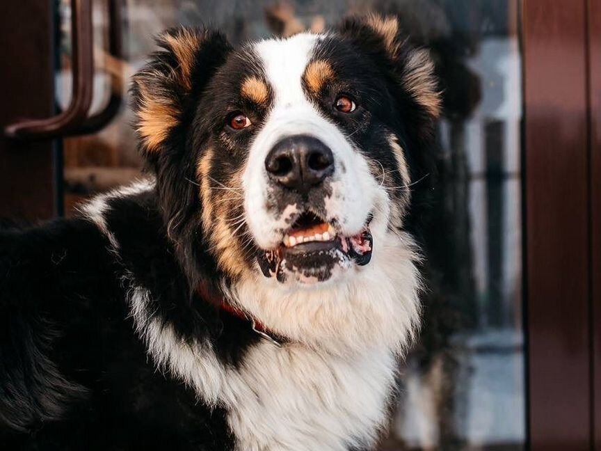 Собака в добрые руки отдам бесплатно