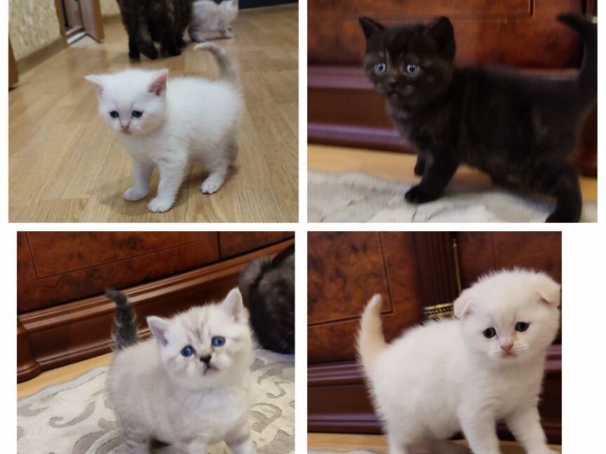 Резерв, шотландские котята