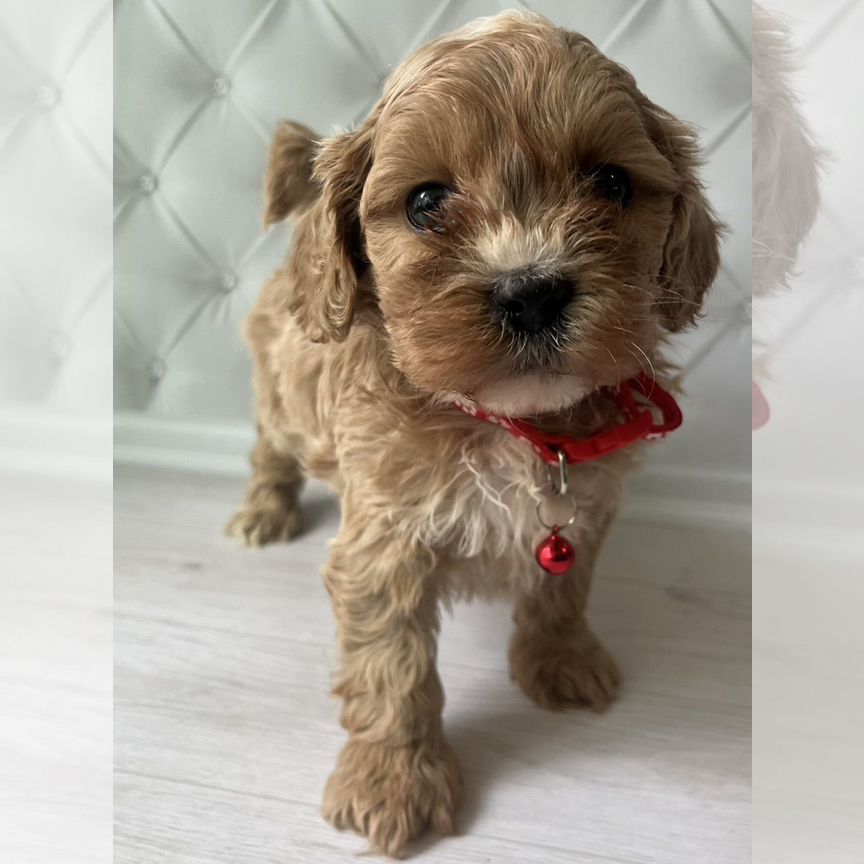 Той-пудель, щенок