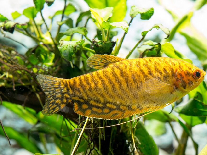 Рыбки и растения