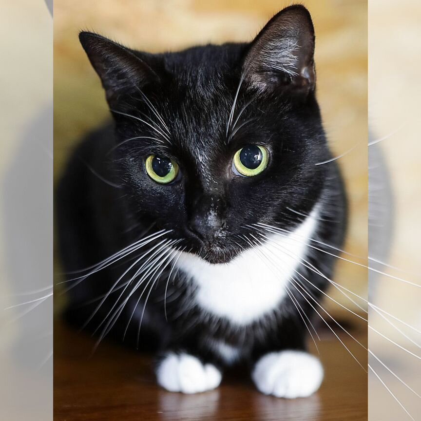 Взрослая, Девочка кошка в добрые руки