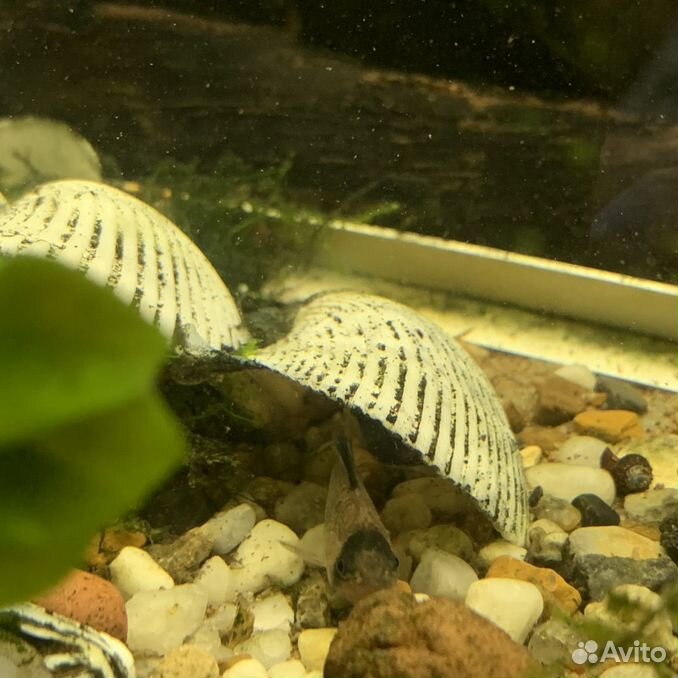 Сом Каридорас панда