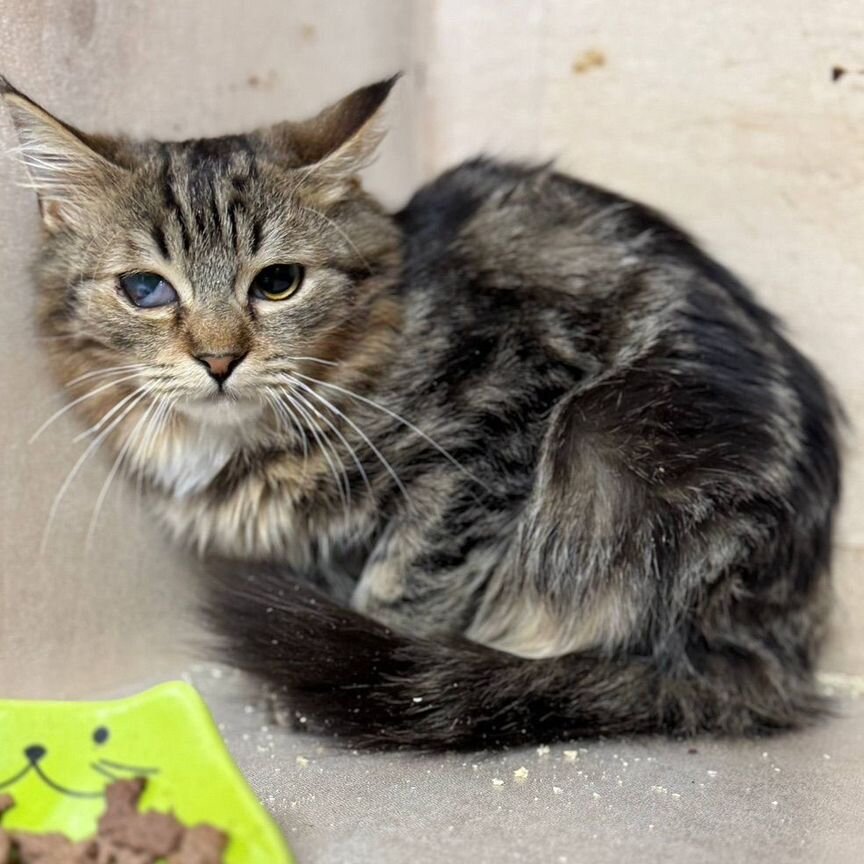 Взрослая кошка в добрые руки