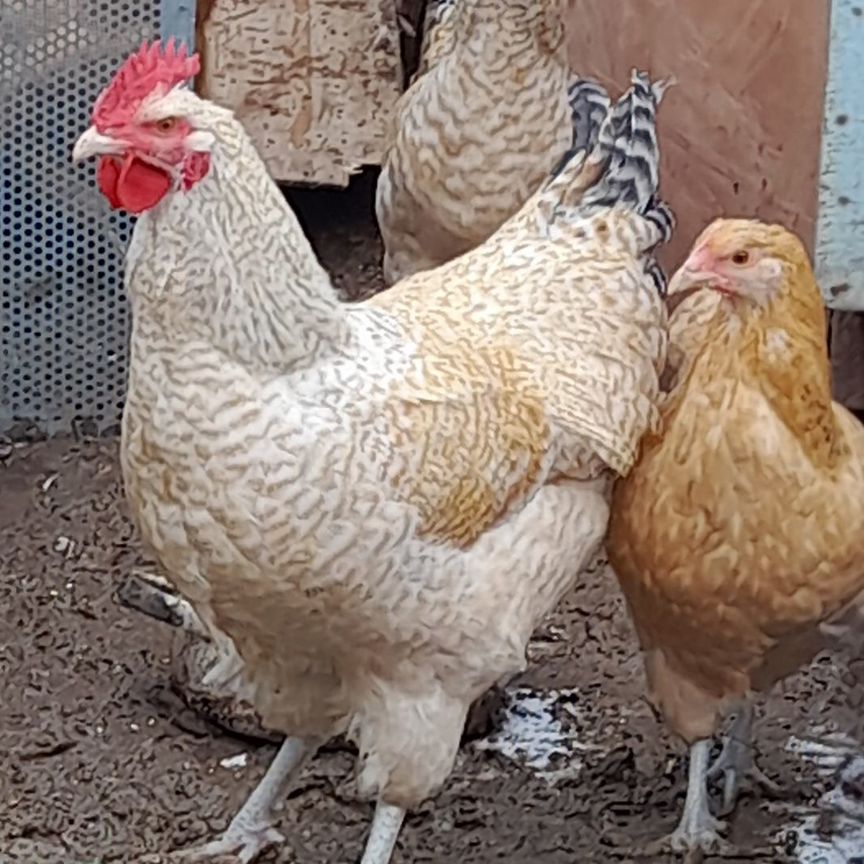 Петух Нидерхайнер