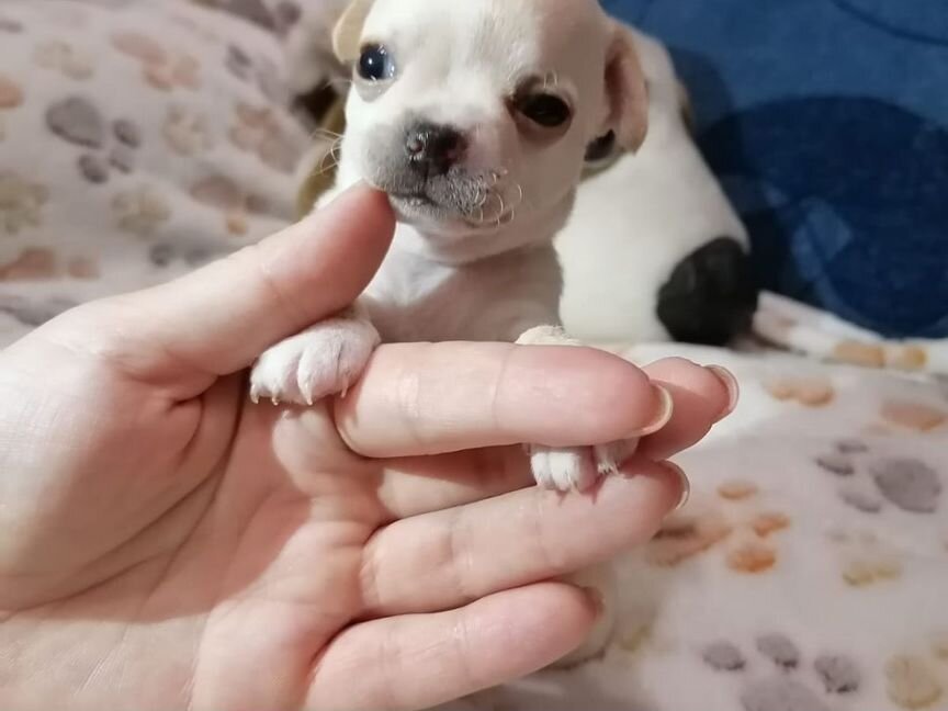 Милейшие щенки г/ш чихуахуа