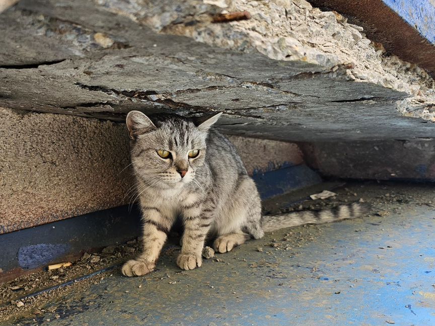 Ласковая кошечка