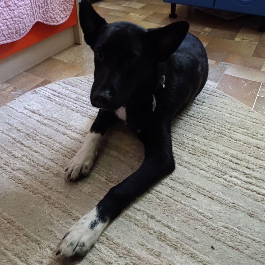 Собака в добрые руки