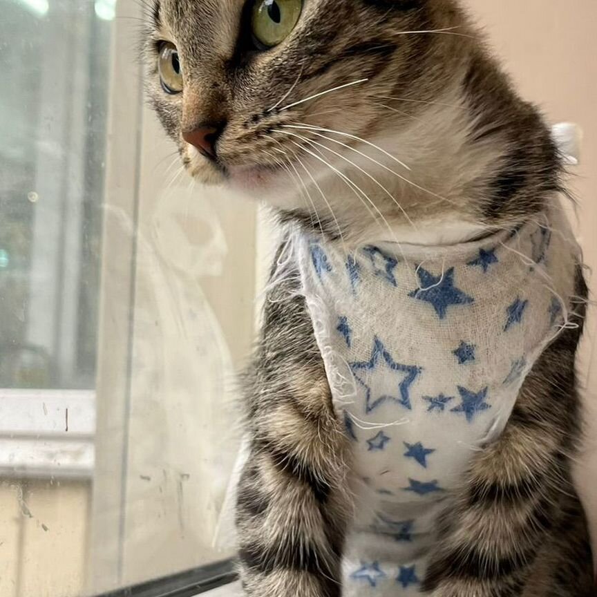 Кошка Булочка 1,5 года