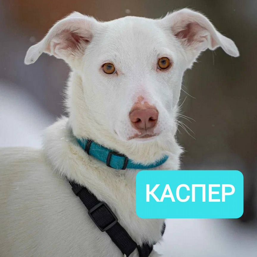 Взрослый пёс в добрые руки