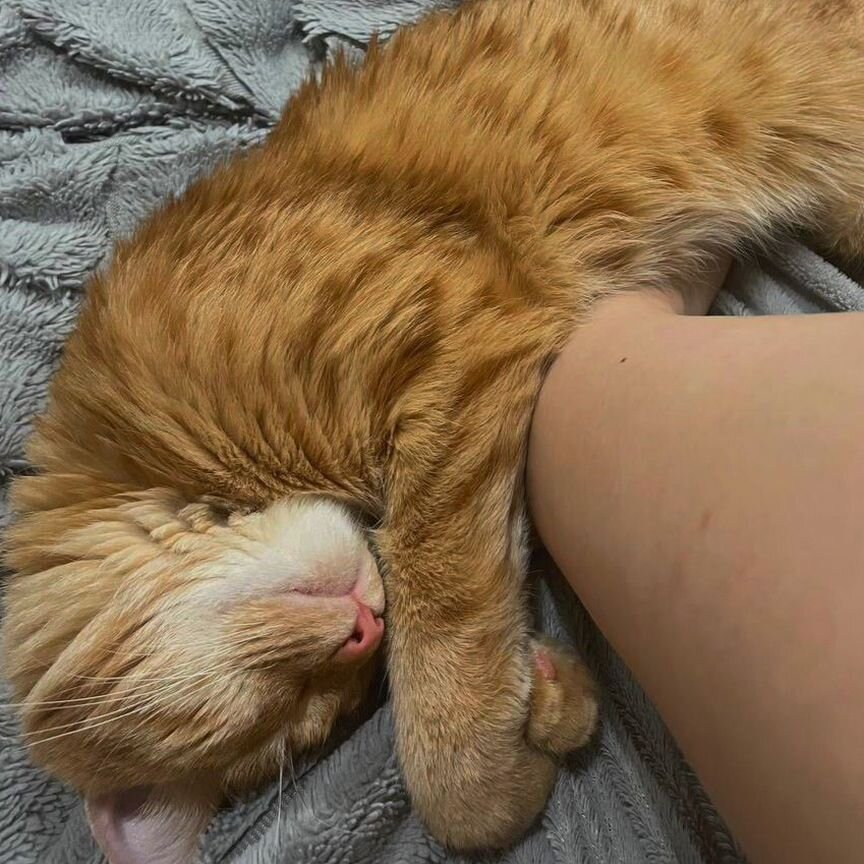 Взрослый кот в добрые руки