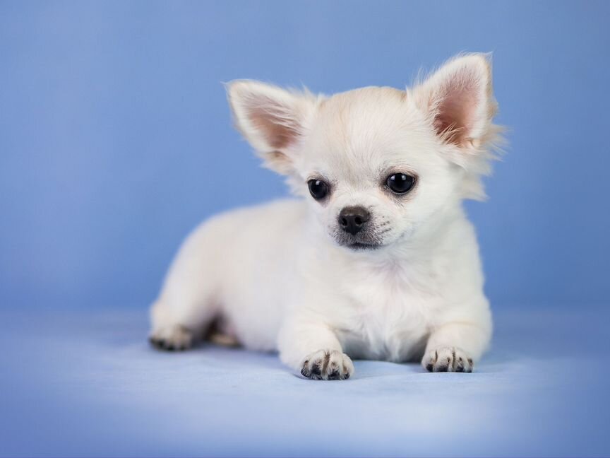 Чихуахуа девочка продажа