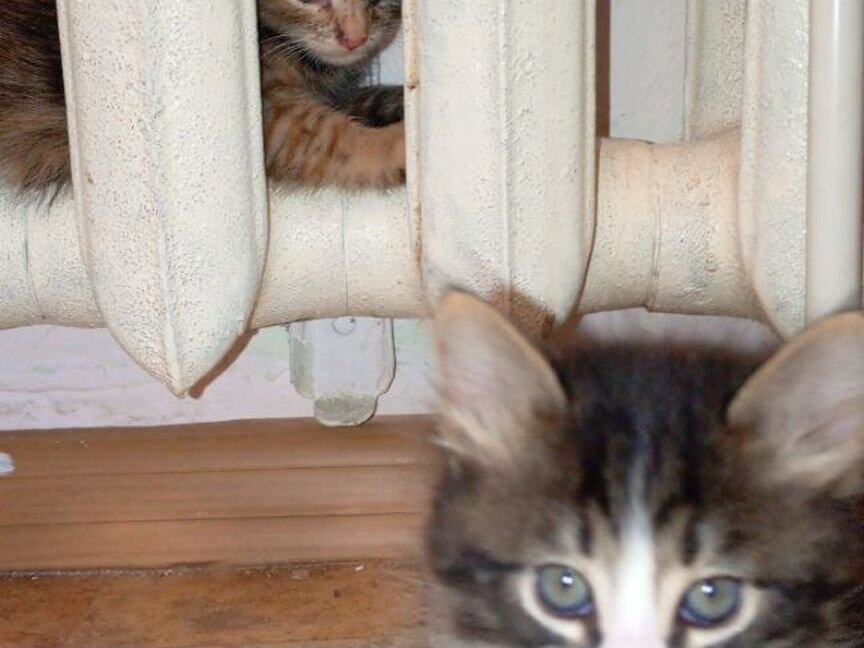 Домашние котята Пейтон и Лаура