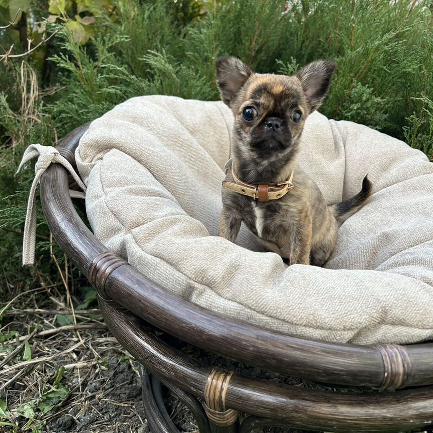 Чихуахуа мини пуговка