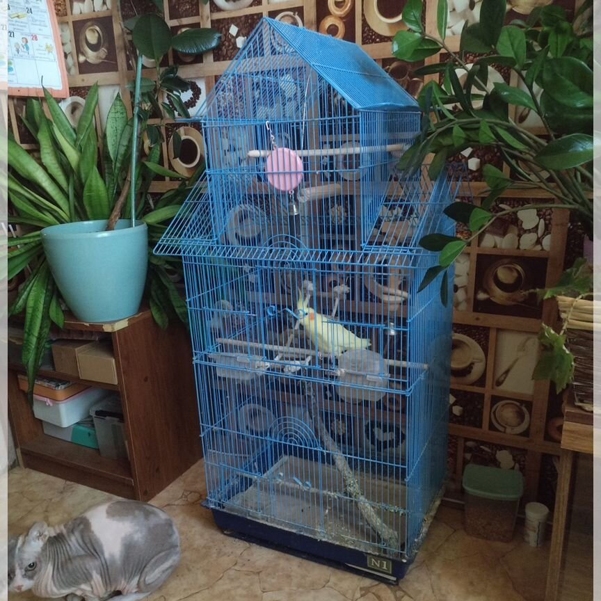 Попугай корелла с клеткой