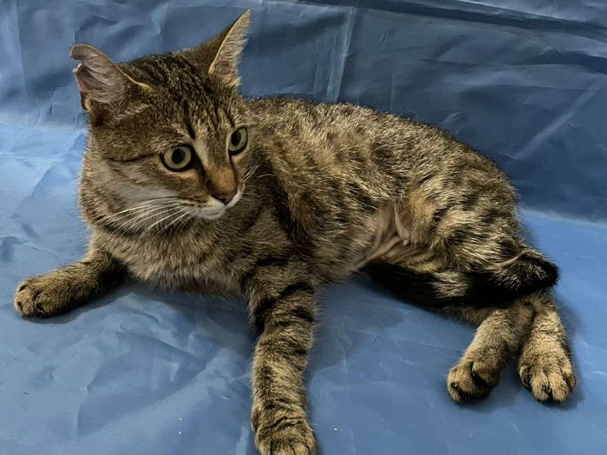 Кошка в дар бесплатно