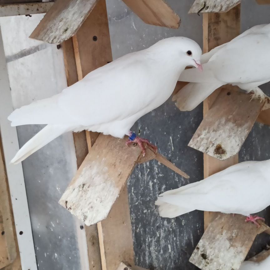 Продажа бакинских голубей