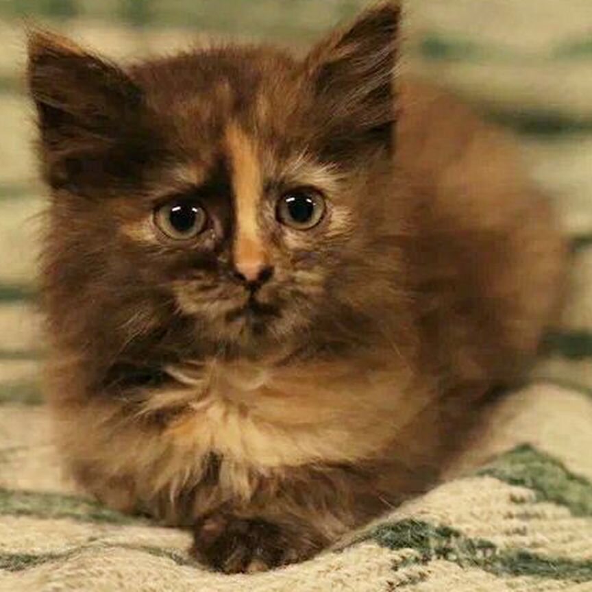 Котенок девочка пушистая