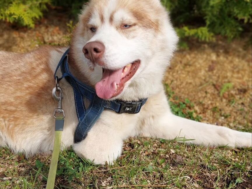 Сибирский хаски без двух лапок