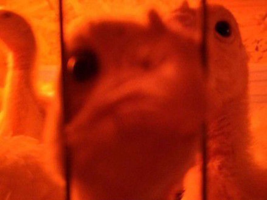 Индюки хайбрид конвертер