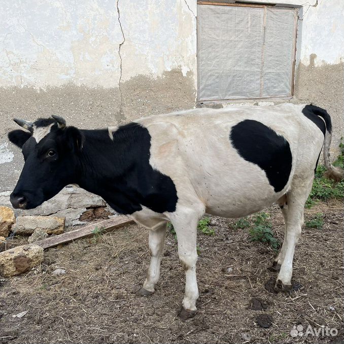 Корова первотелка