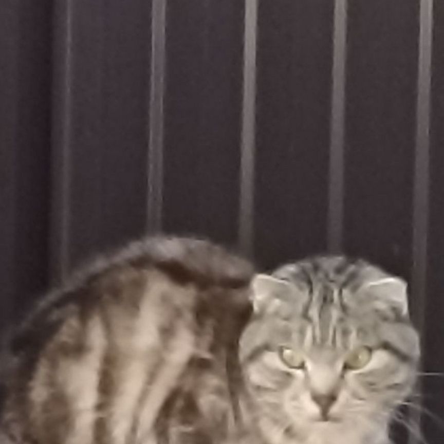 Котята в добрые руки бесплатно мальчик
