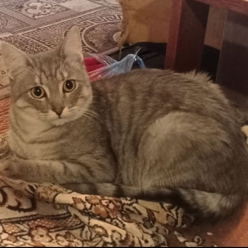 Котик молодой