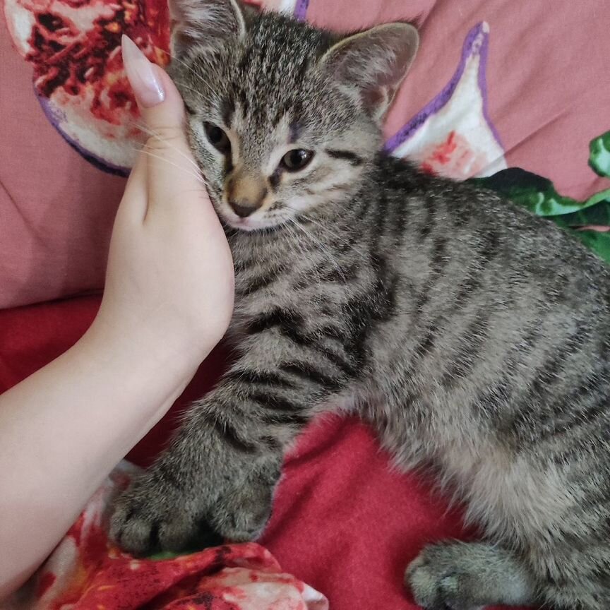 Котенок- телец